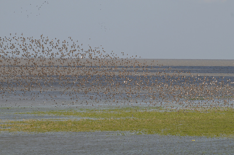 Waddengebied mooiste natuurgebied - De Afsluitdijk